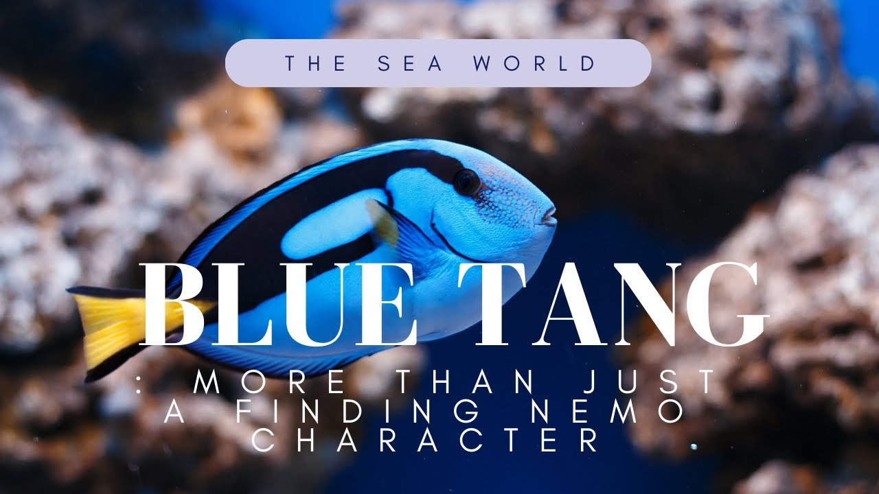 The Blue Tang: More Than Just a Finding Nemo Character#aquarium # ...