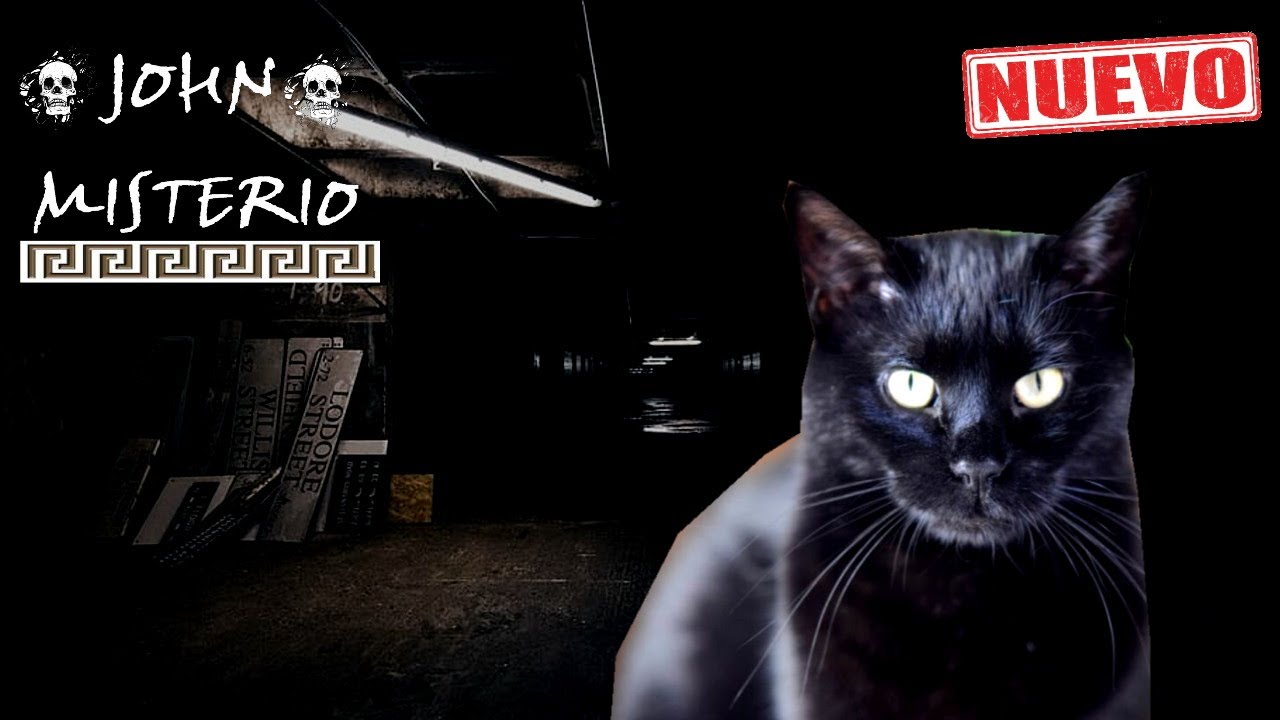 (NUEVO VIDEO) Qué función cumplen los gatos / e historias de GATOS de ...