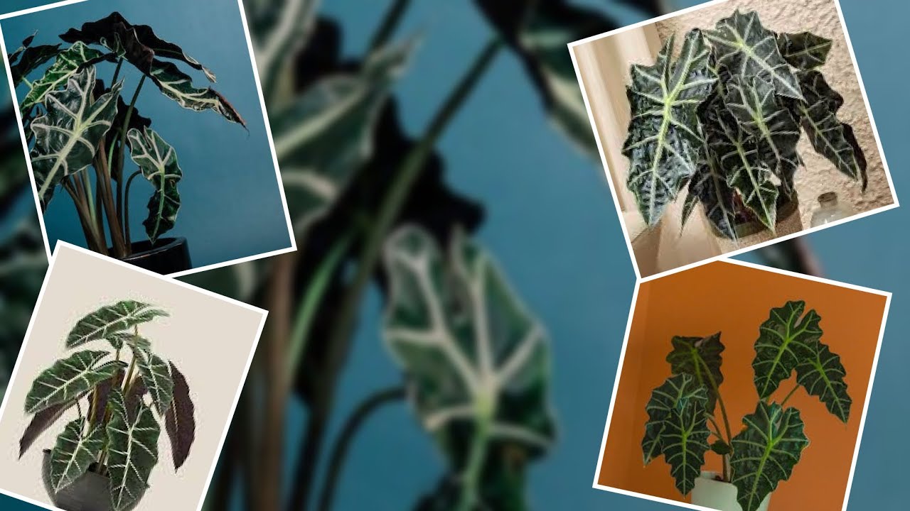 Evo kako se uzgaja Alokasia Amazonsko slonovo uvo upečatljiva i prelepa ...