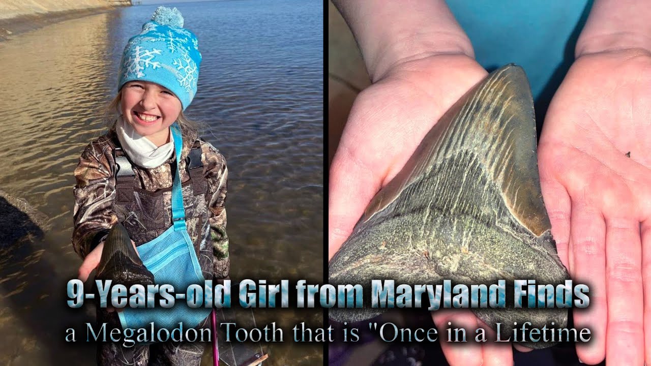 9 years old Girl from Maryland finds a megalodon tooth that is once in ...