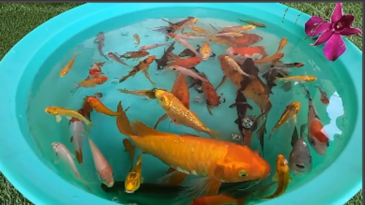 Bumblebee Catfish Pleco Goldfish Koi Carp Fish Loach Flowerhorn - YouTube