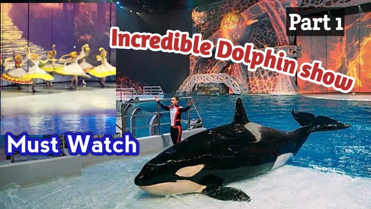 Incredible dolphin and killer whale show in Moscow|| killer whale show ...