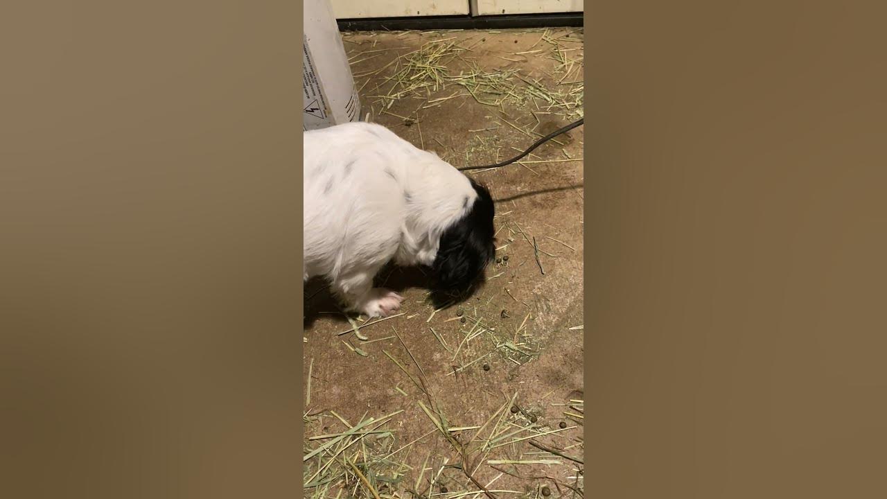 Dog Eating Bunny Poop shorts gross YouTube dog-eating-bunny-poop-shorts-gross-youtube