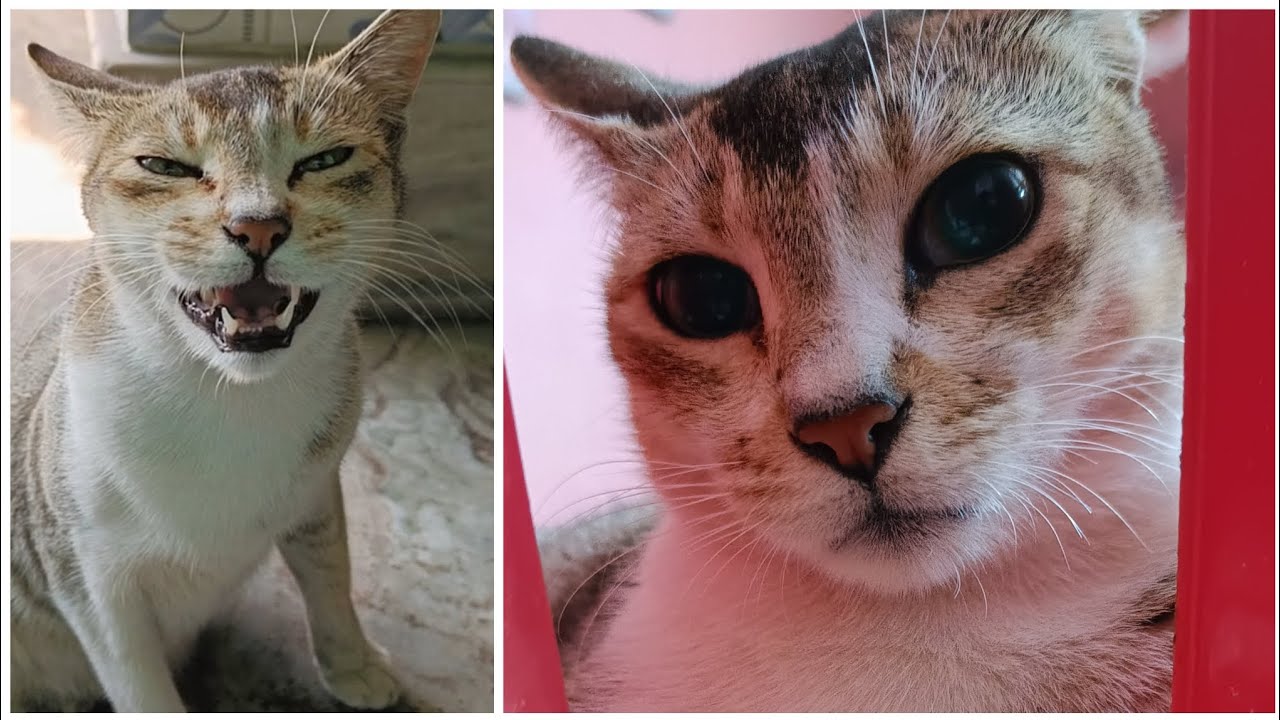 My Desi Cat Reaction 😁 - YouTube