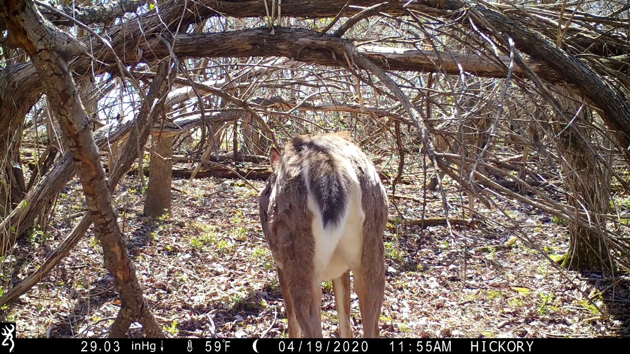 Trail Camera Footage 4/19/20 - 4/25/20 - YouTube