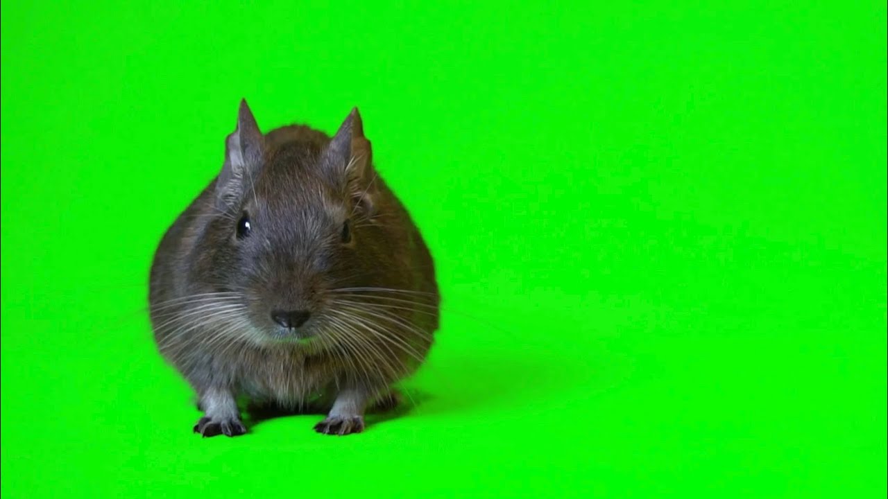 Mouse Green Screen And Learn Name - [ KIDS ] - Green Screen For Kids ...