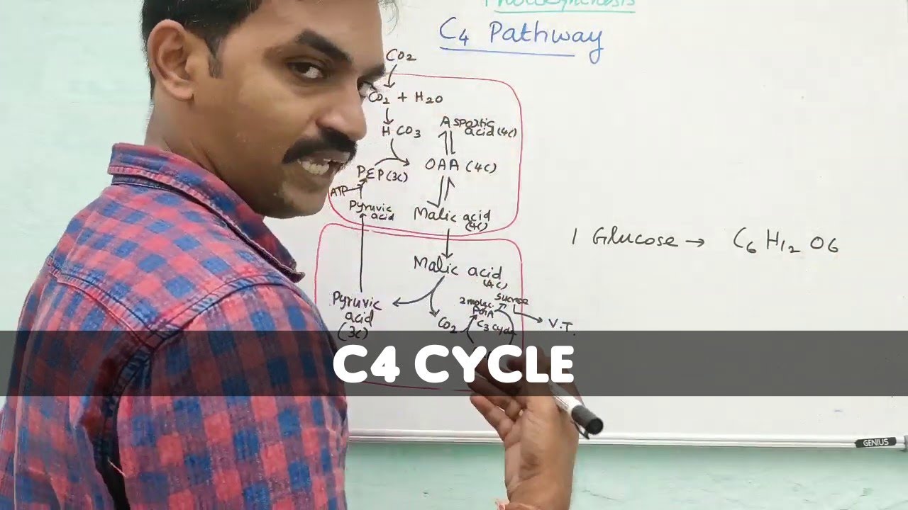 C4 Cycle Hatch And Slack Pathway Plant Physiology Tamil YouTube c4-cycle-hatch-and-slack-pathway-plant-physiology-tamil-youtube