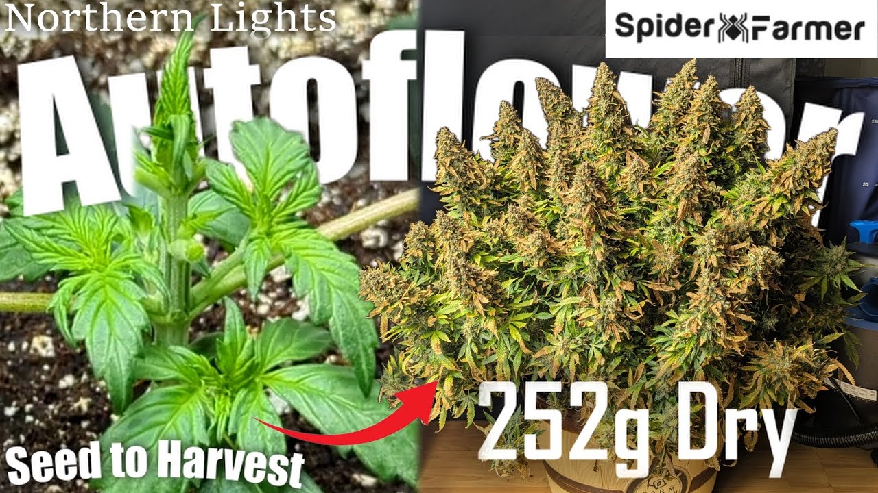 How I Grow -34- From Seed to 252g Harvest -Northern Lights Autoflower ...