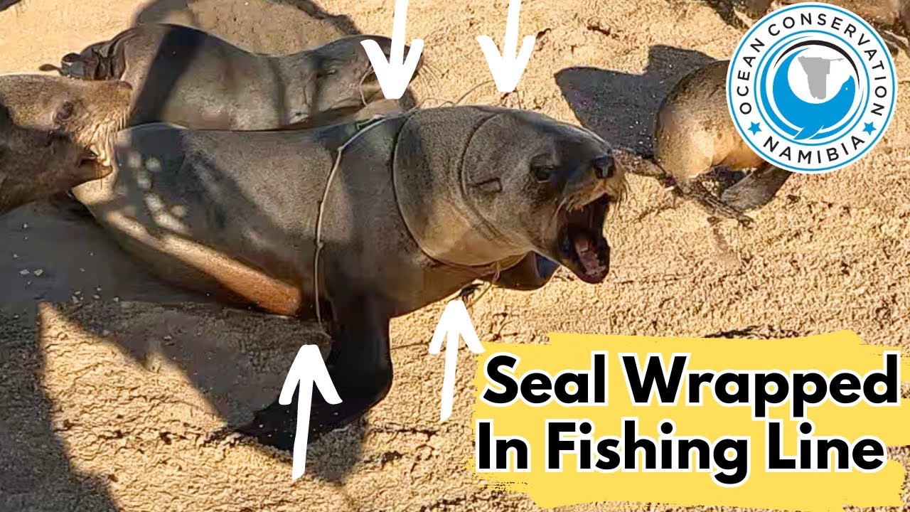 Seal Wrapped In Fishing Line - YouTube