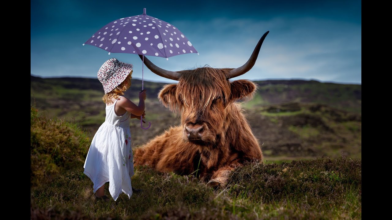 Cow Sounds - Learn About Cows - Farm Animal Sounds - Animal Sounds ...