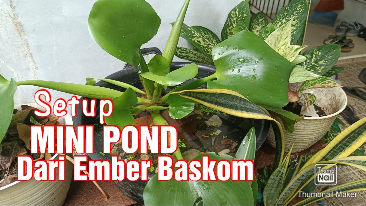 Membuat Mini Pond dari Ember Baskom Bekas - Setup Awal - YouTube