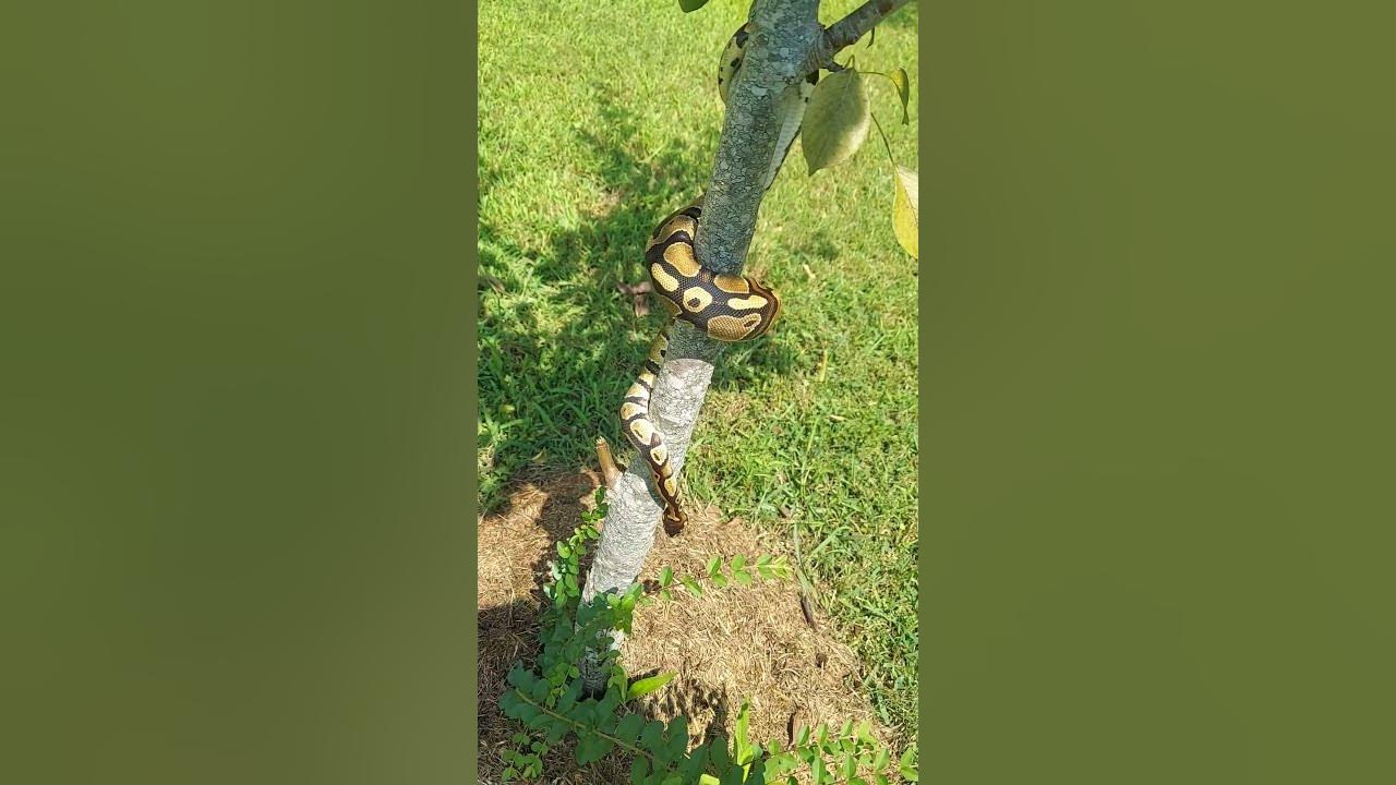Ball Pythons in the wild - YouTube