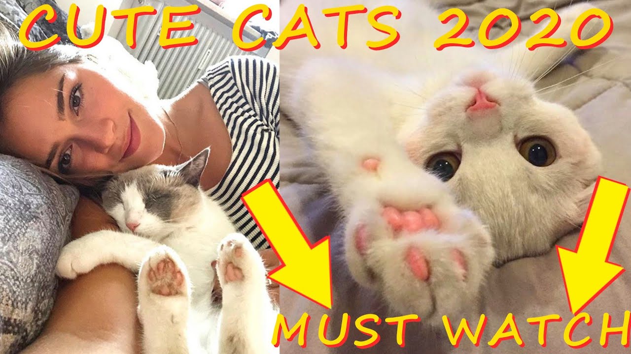 Best Cute Cats 2020 - Best Compilations SHOW - YouTube