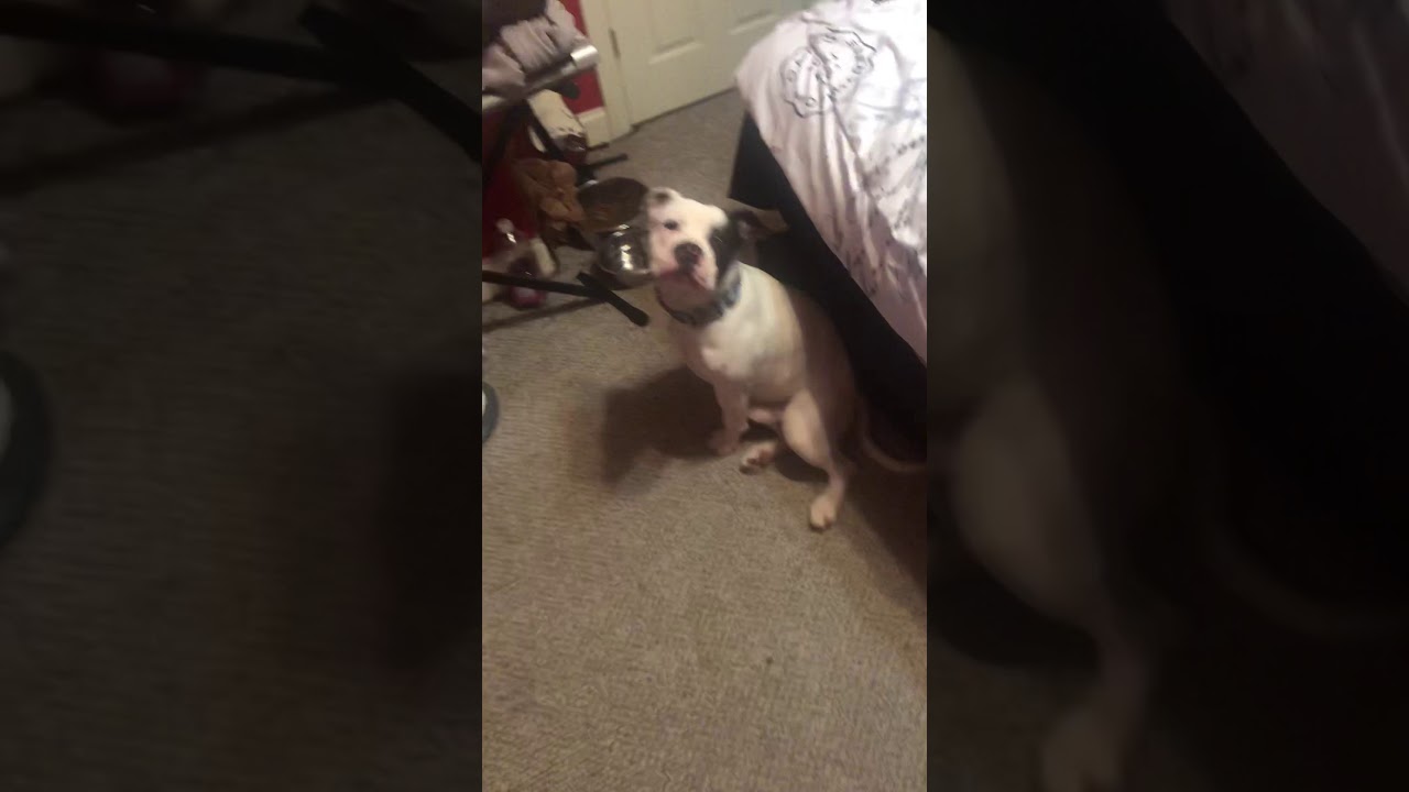 American bulldog (Scott type) - YouTube