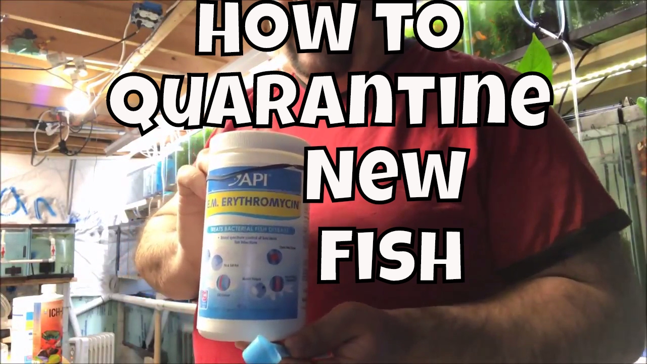 How to quarantine new fish using EM Erythromycin API General Cure and ...