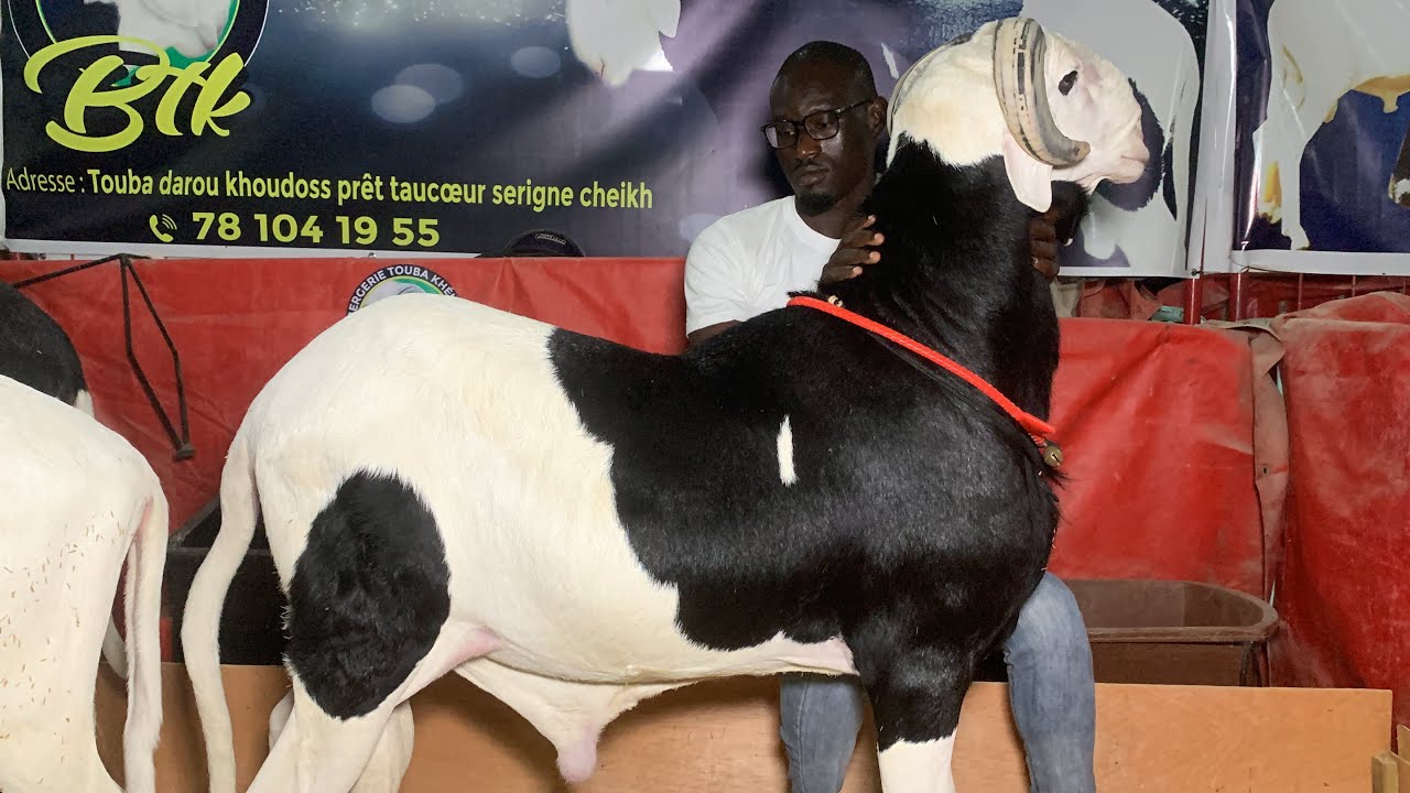 FOIRE ANTET BERGERIE TOUBA XELCOM - YouTube