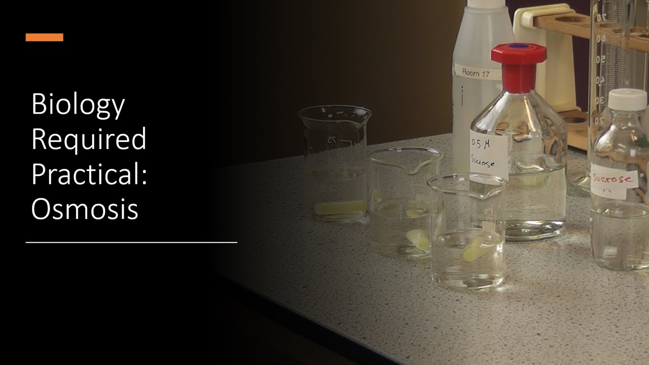 Biology Required Practical: Osmosis - YouTube