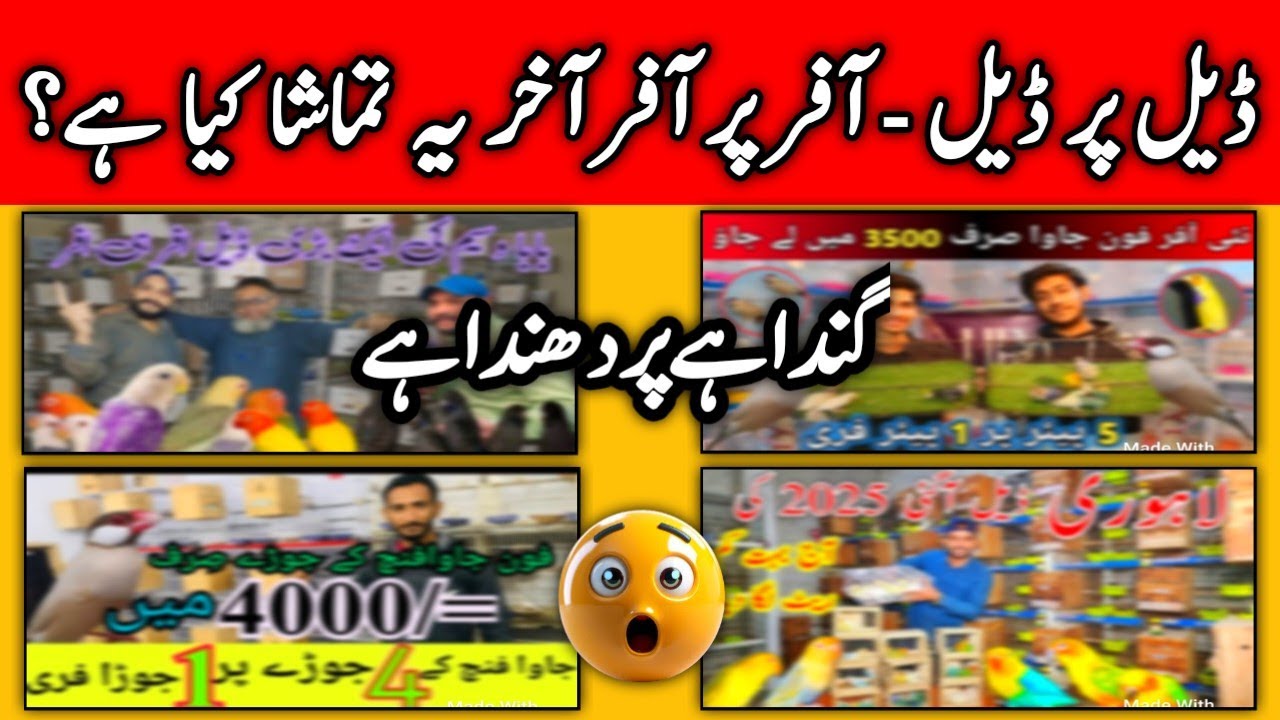 Birds Offer & Deals Exposed | Reality Of Birds Sales & Offers | Mini ...