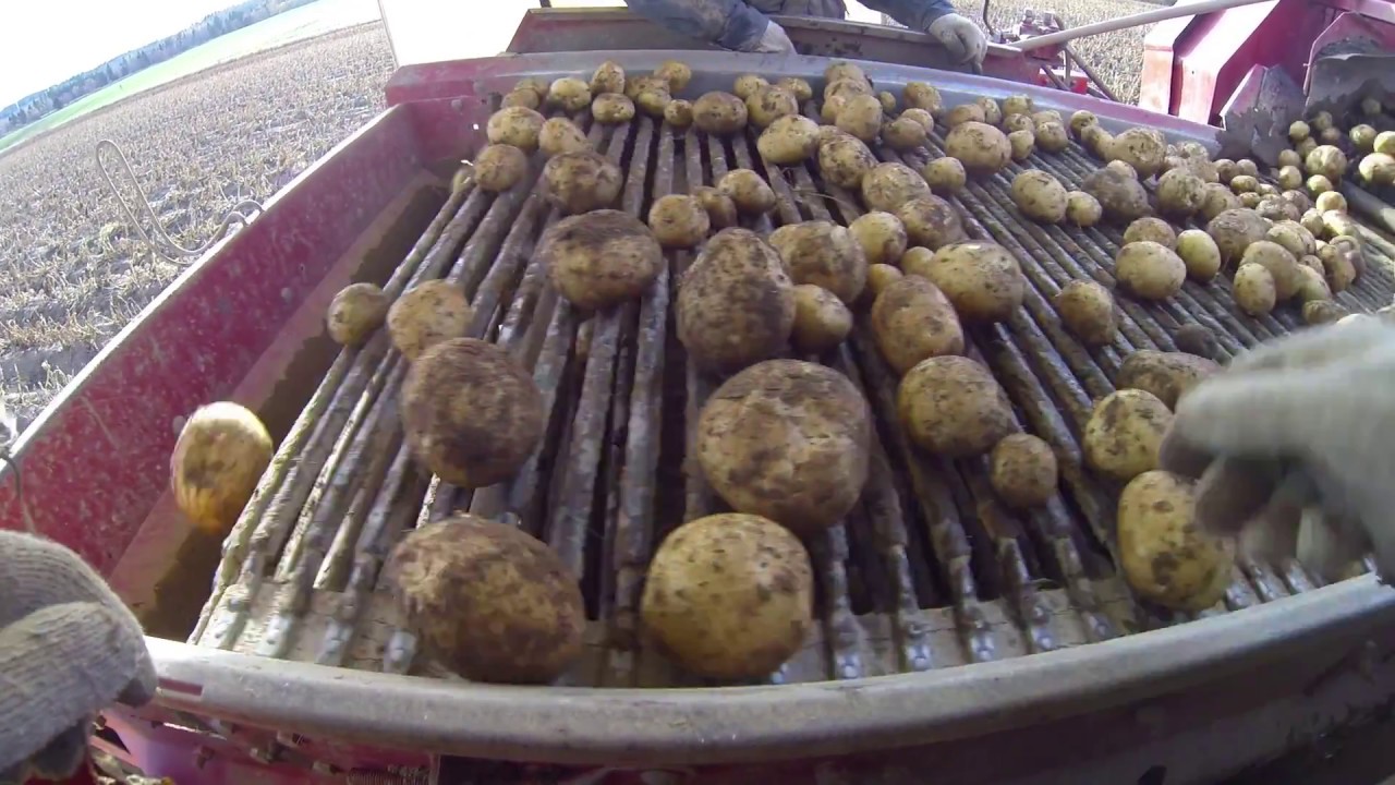Harvesting Potatoes / Récolte de pommes de terre - YouTube