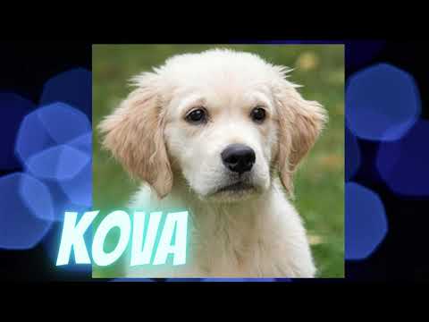 ~ BURCUNA GÖRE HAYVANLAR ~