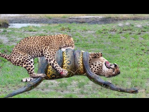 OMG!! giant python hunt leopard cubs when mother leopard hunting impala ...