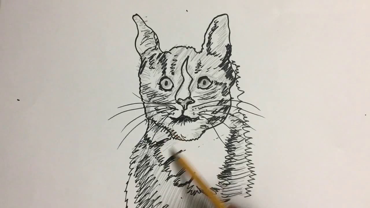 Wild Cat drawing real time using Sharpie Freehand line Art - YouTube