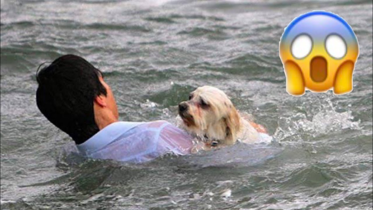Dog saves man life from drowning 😱😱😱 | Animalistic - YouTube
