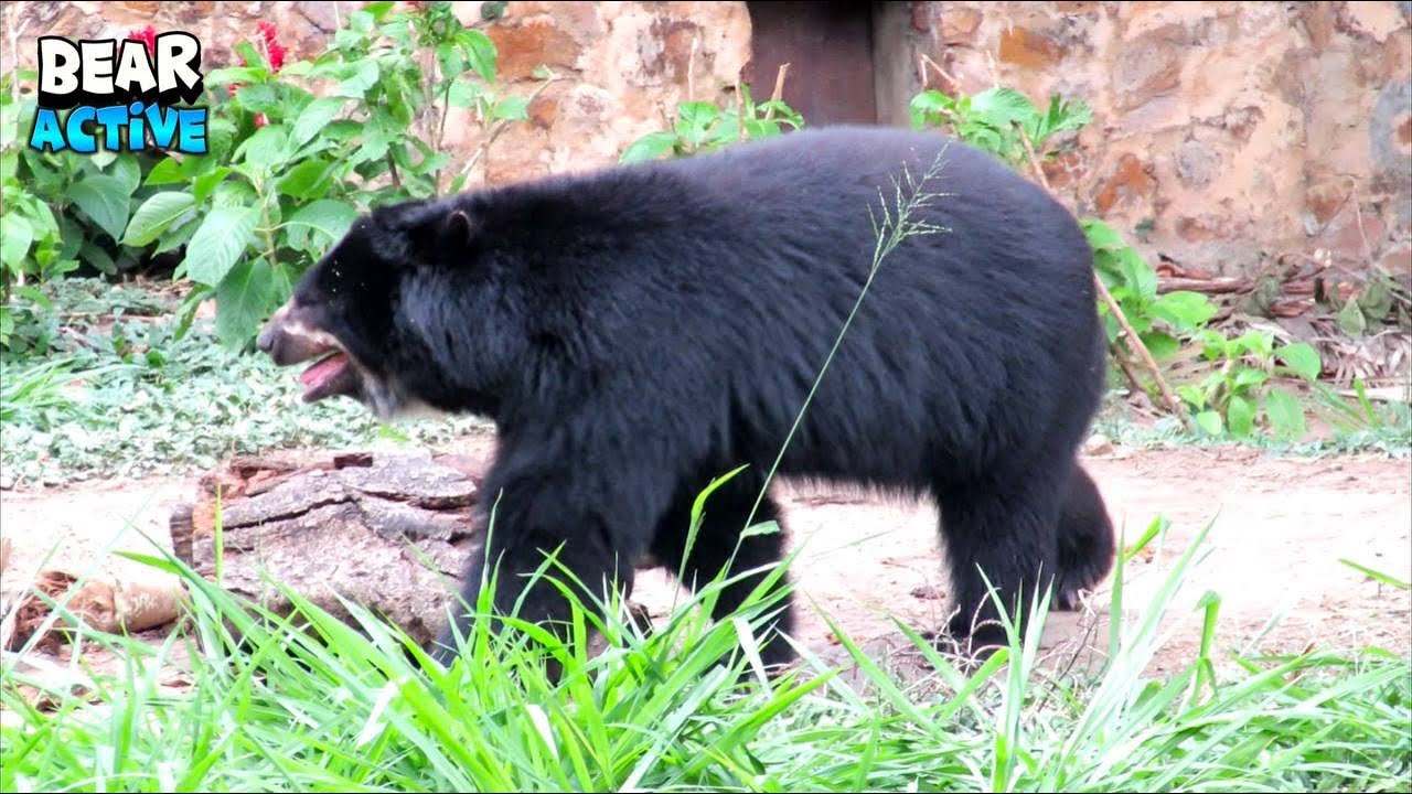 Appreciating The Magnificent Of a Great Bear - YouTube