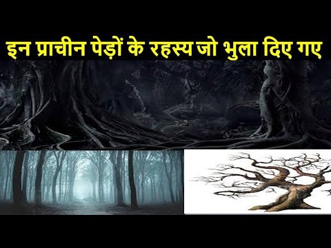 THE FORGOTTEN MYSTERIOUS TREES IN THE WORLD FACTS MAN EATING PLANTS ...