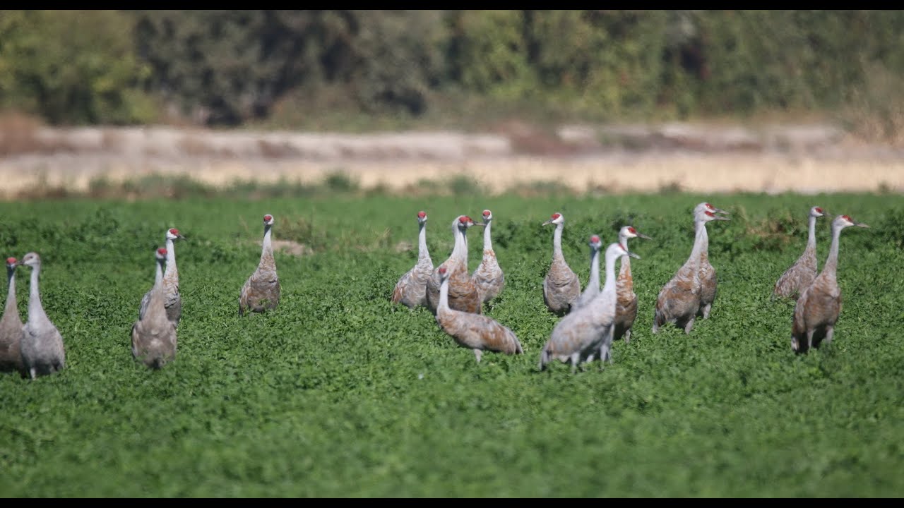 Sandhill Crane coming back California 2021 (P.1) - YouTube