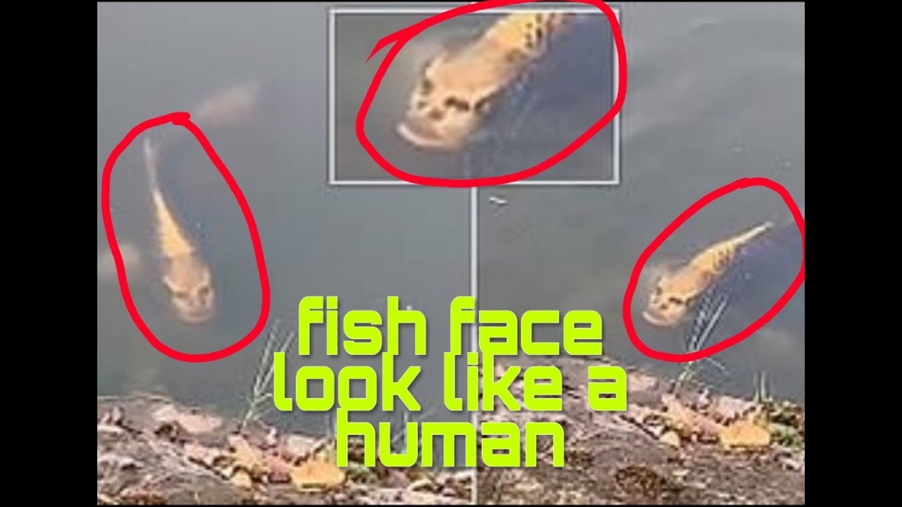 Fish with 'human like face' spotted in chinese village || fish face ...