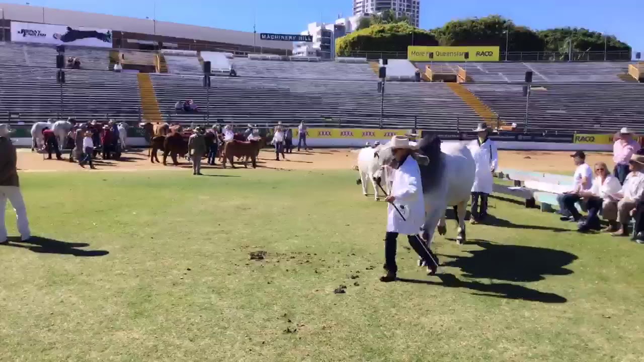 Ekka Ring 2 - Stud Beef Judging - Brahman - YouTube