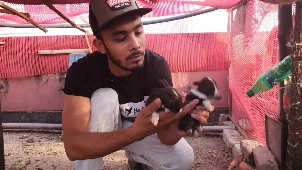 খরগোশের একটা বাচ্চা আর নেই । Onik with pets - YouTube