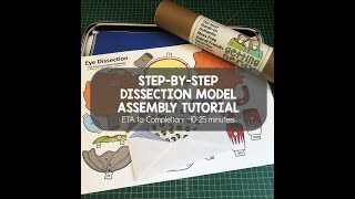 Cutandassemble Paper Model Of The Human Eye