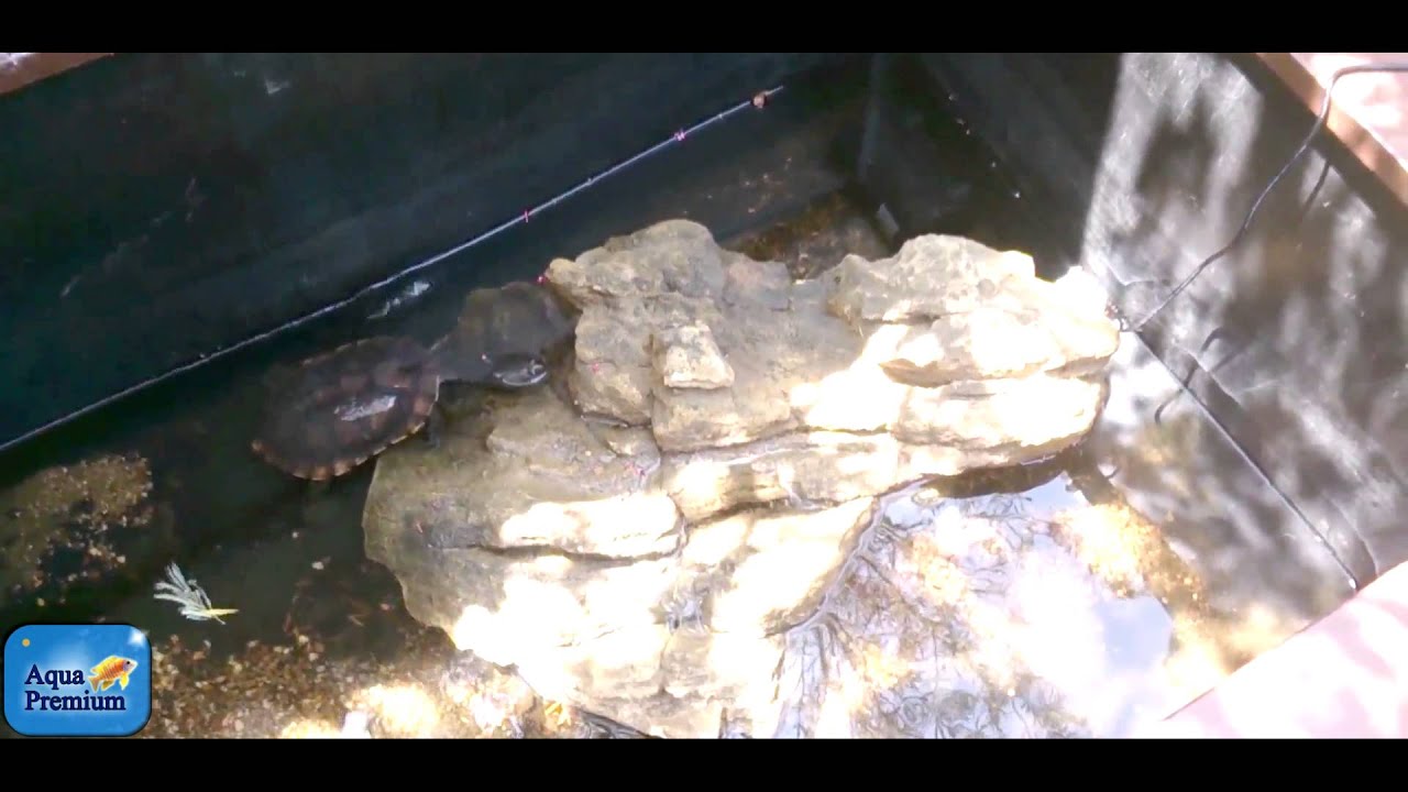 I gave my turtle a solar pump and universal rock - YouTube