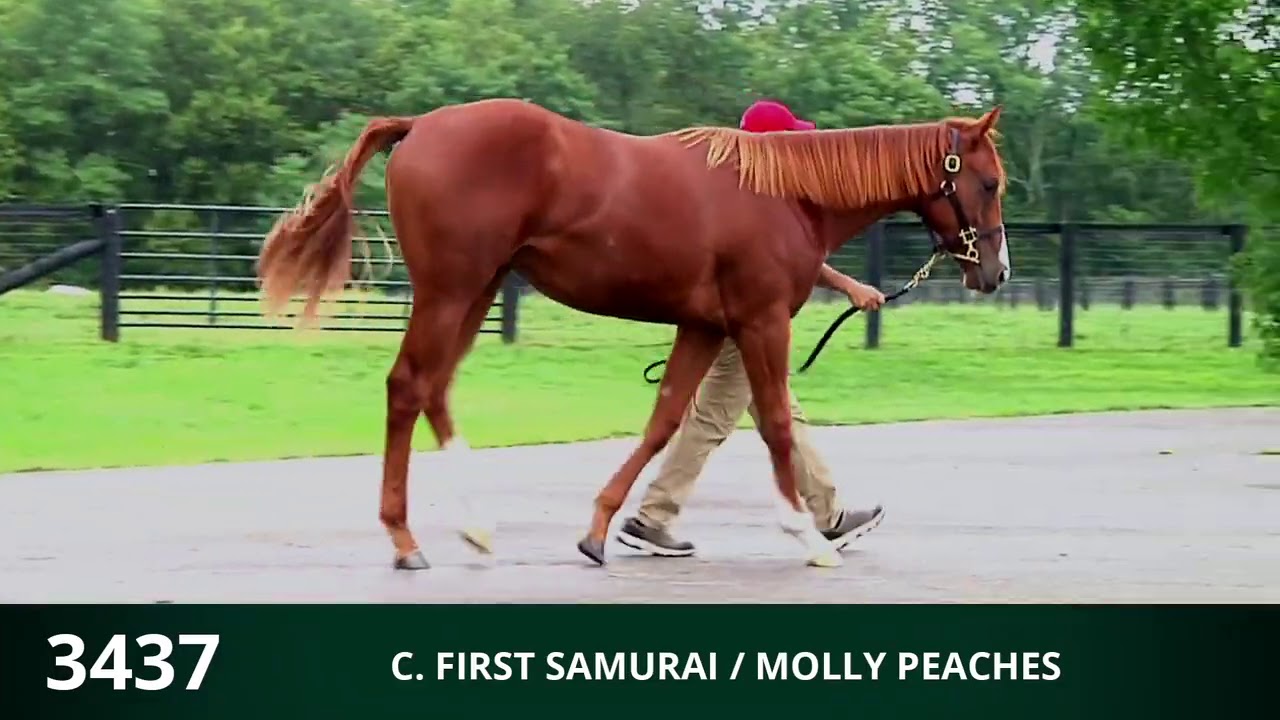 Hip #3437/Colt by First Samurai - Molly Peaches - YouTube