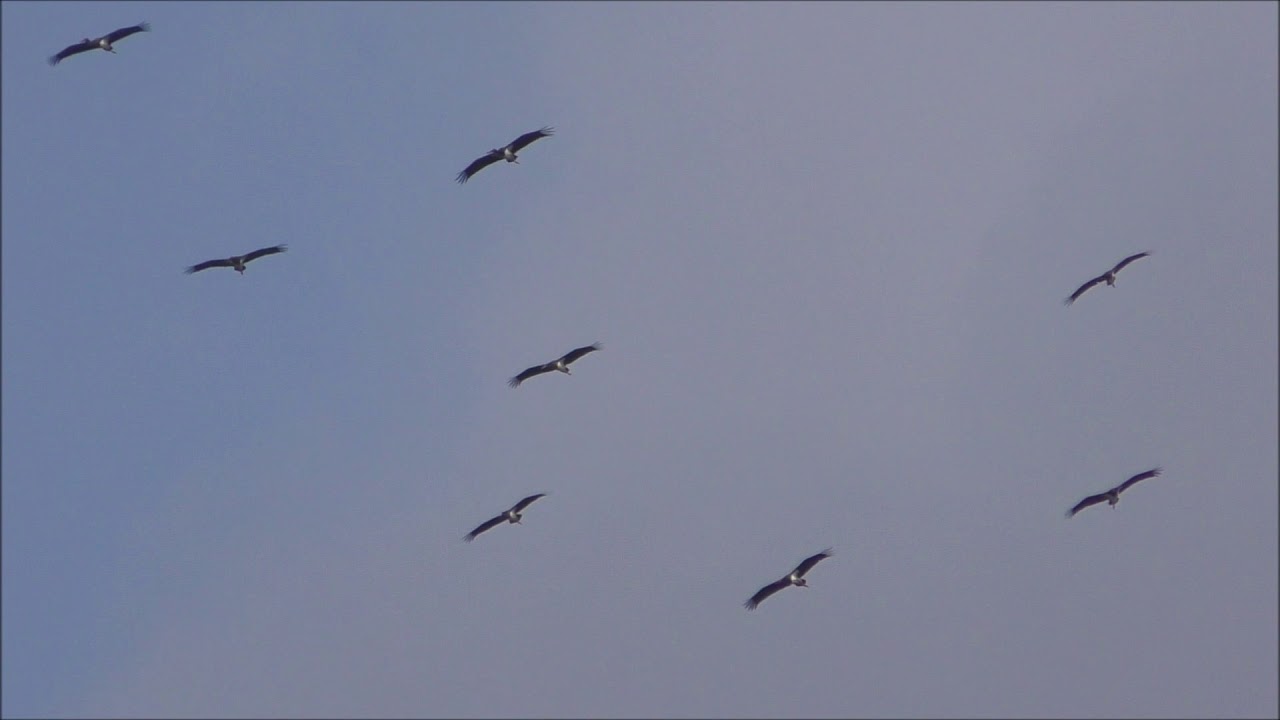Black Stork Migration, Tarifa-Gibraltar - YouTube