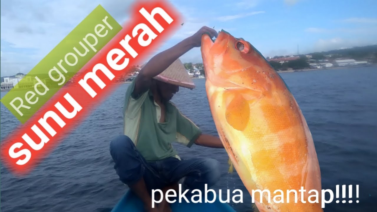Mancing ikan sunu merah red grouper - YouTube