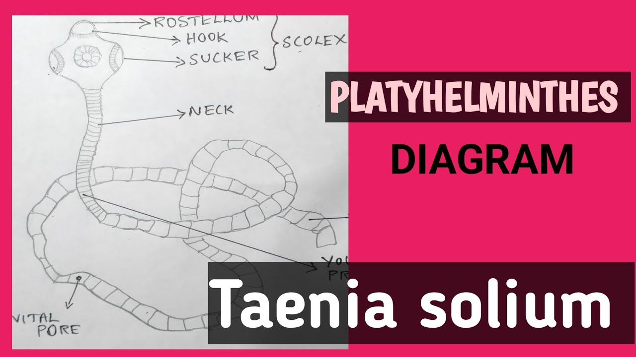 Phylum Platyhelminthes Diagram Tapeworm File: