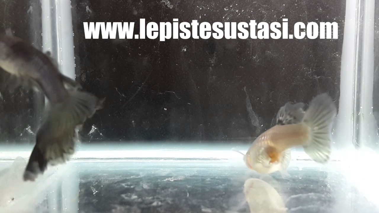 Moskow Green guppy master - YouTube