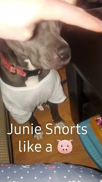 Junie the🐷pig pig - YouTube