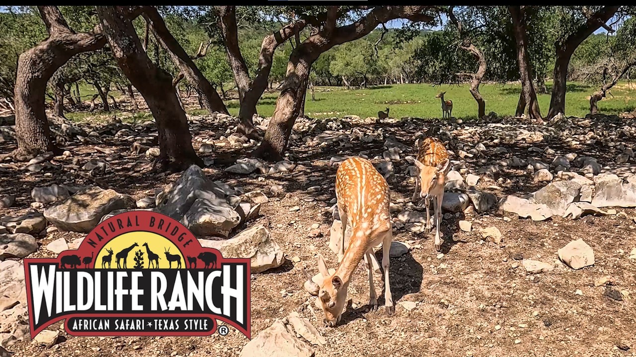 Natural Bridge Wildlife Ranch in San Antonio - YouTube