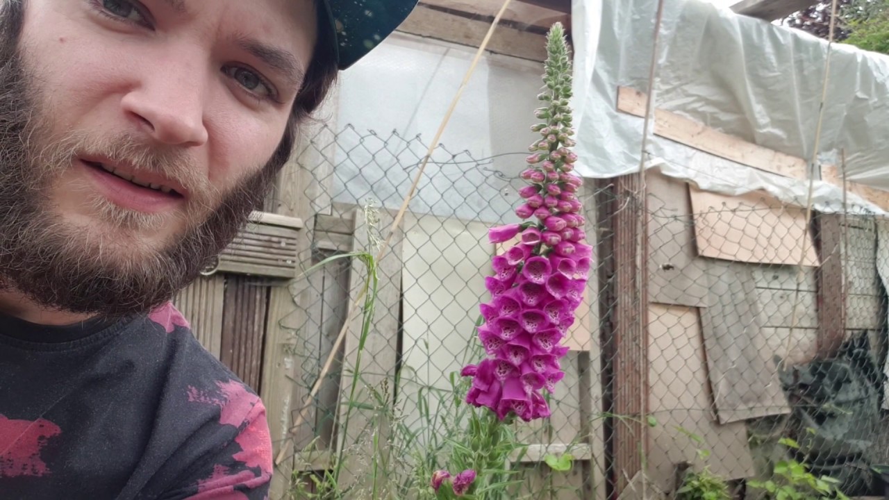 Facts about the Foxglove (digitalis) Are they Dangerous to Pets and ...