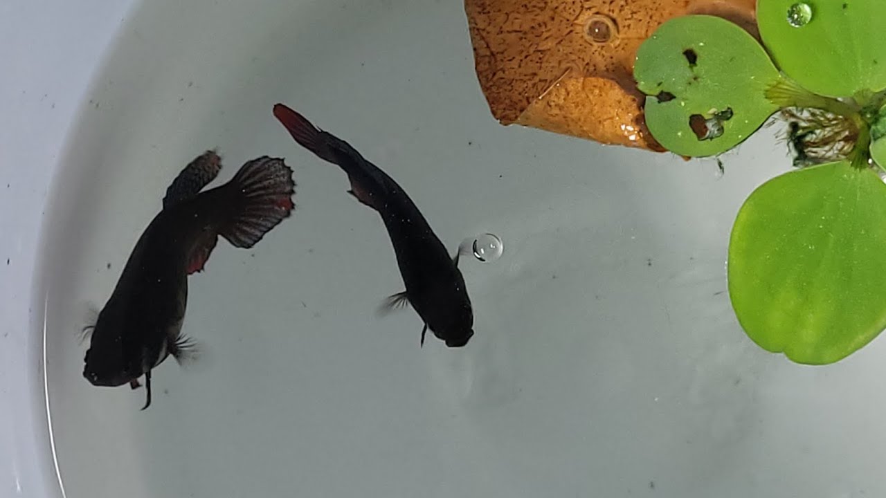 Reproducción de peces a nivel masivo. (Como sacar cria perfectamente ...
