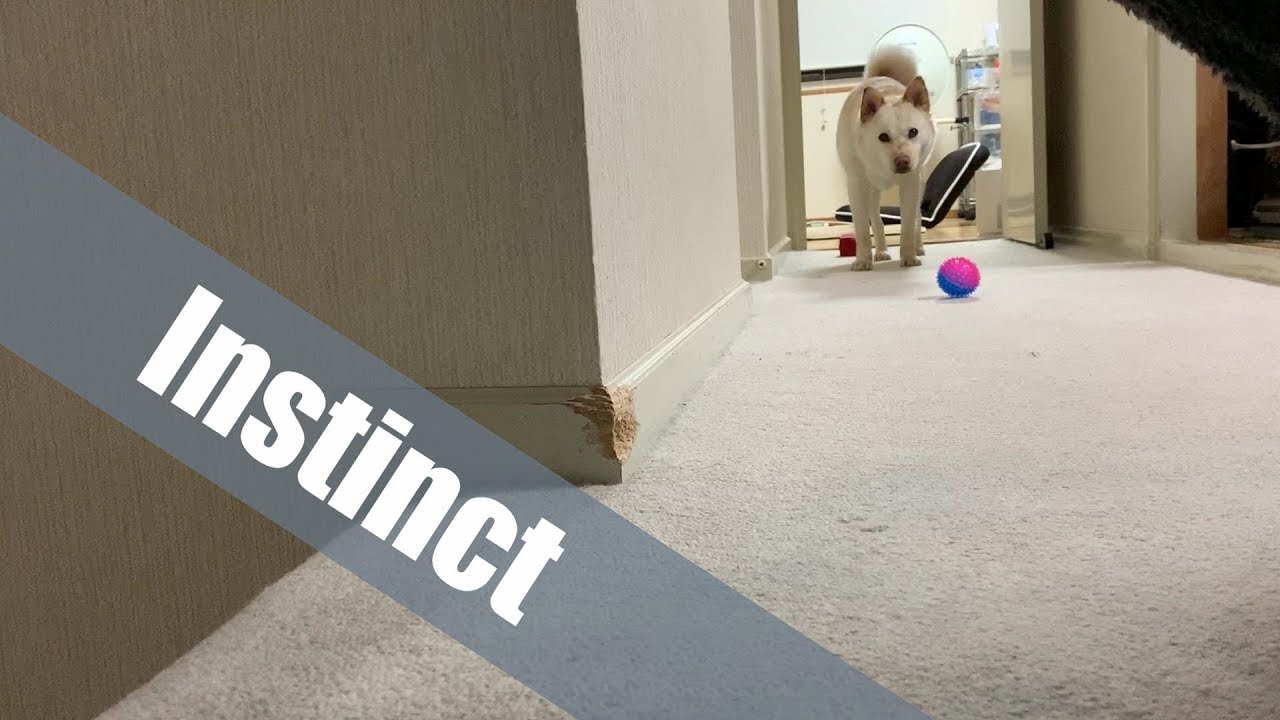 Short Short #27「本能？」 - YouTube