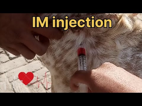 IM injection in goat|Goat injection video| - YouTube