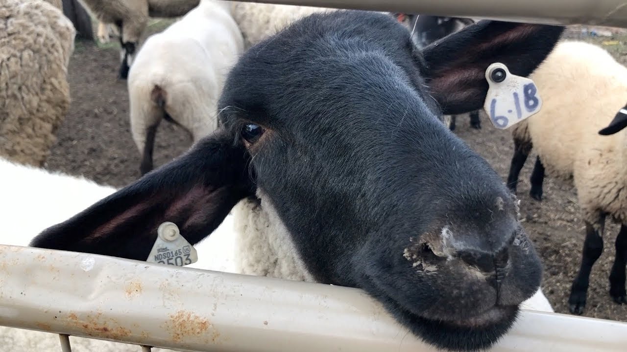 Don’t forget to Hug a Sheep - YouTube