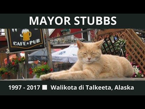 Kucing Kampung Jadi Walikota Alaska - YouTube