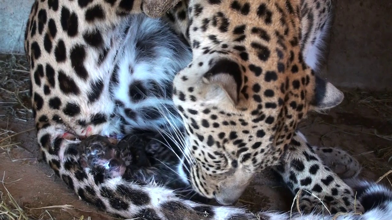 Leopard birth - after birth I - YouTube