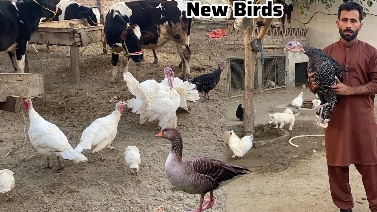 New Birds ly aya 🦃 Black Turkey Bird and Ducks a gi 🦆 Pets Lover in ...